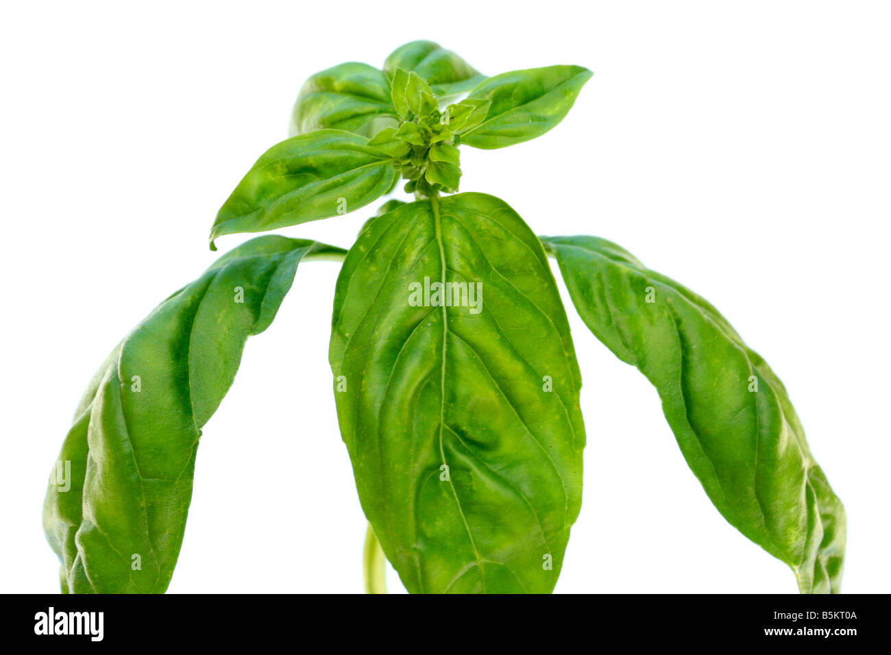 Basil Ocimum basilicum Stock Photo - Alamy