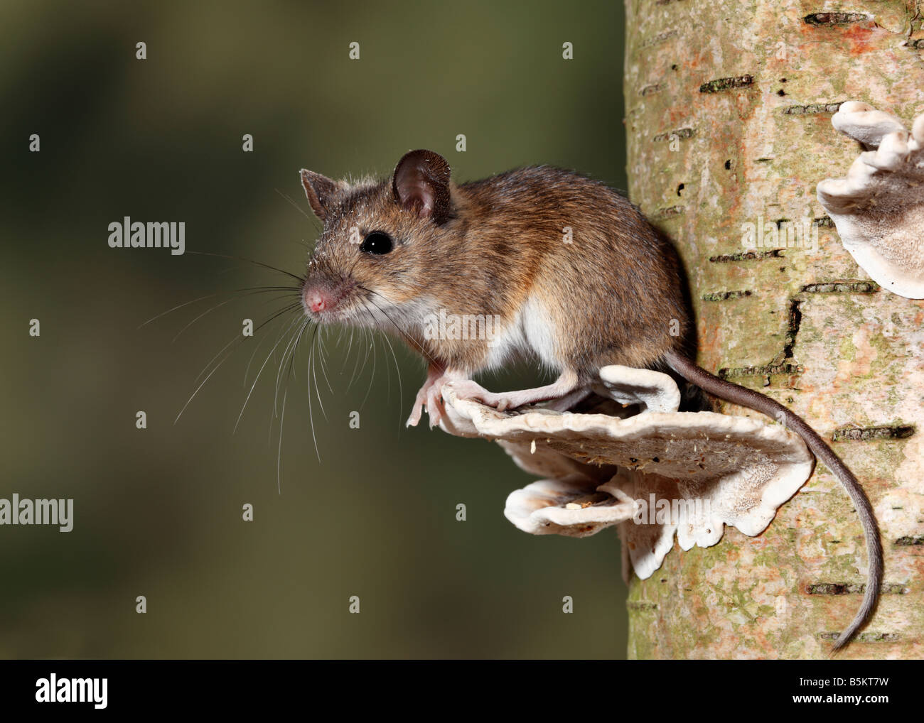 Birch mouse hi-res stock photography and images - Alamy