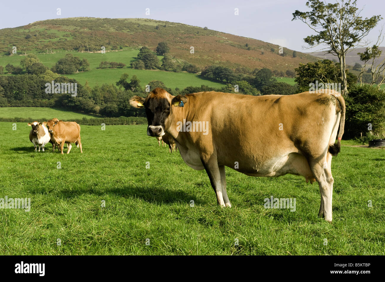 Jersey dairy cattle graze in the Welsh countryside near Ruthin Wales ...