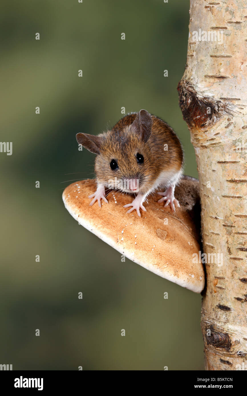 Birch mouse hi-res stock photography and images - Alamy
