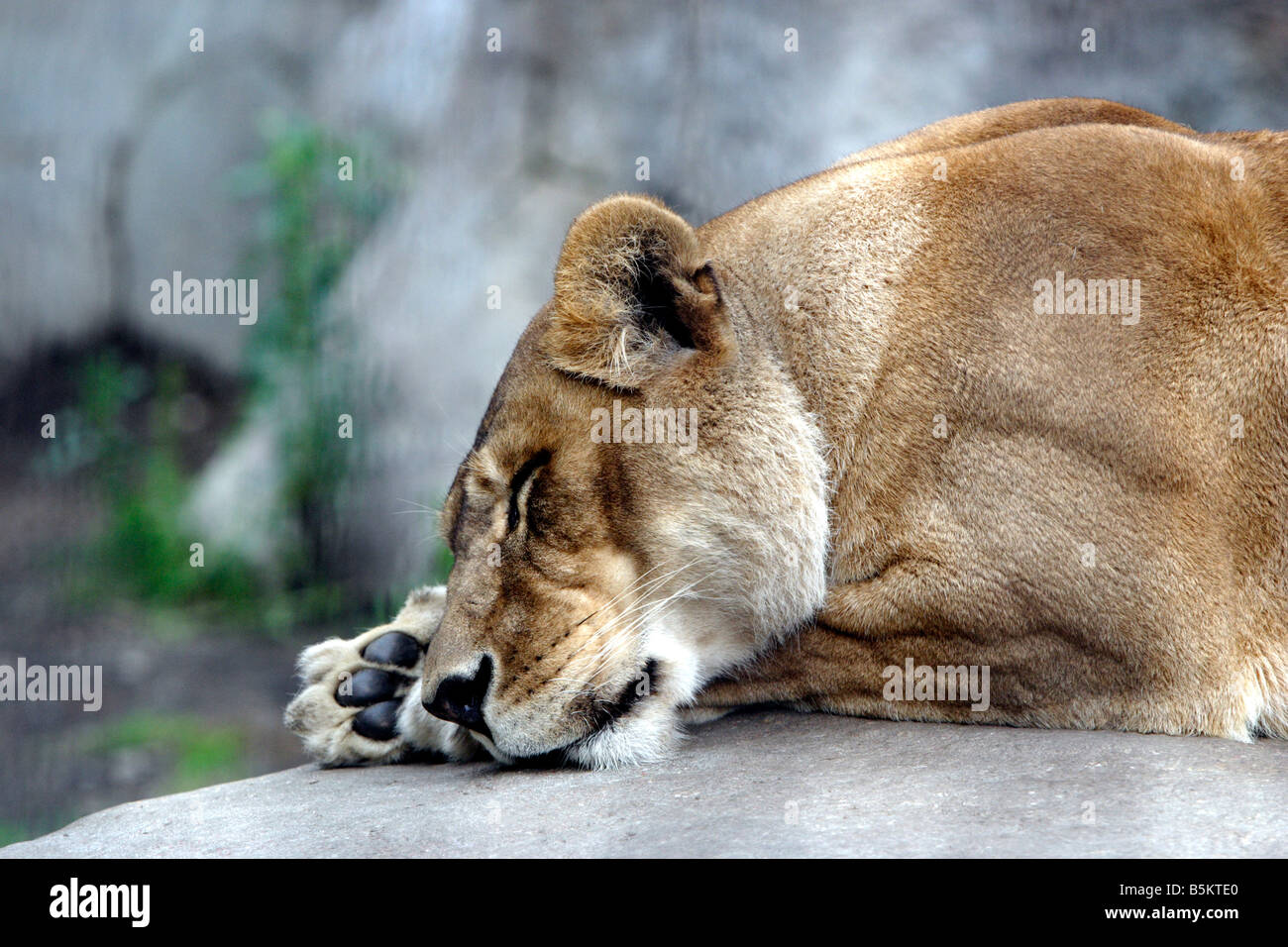 Lion sleeping hi-res stock photography and images - Alamy
