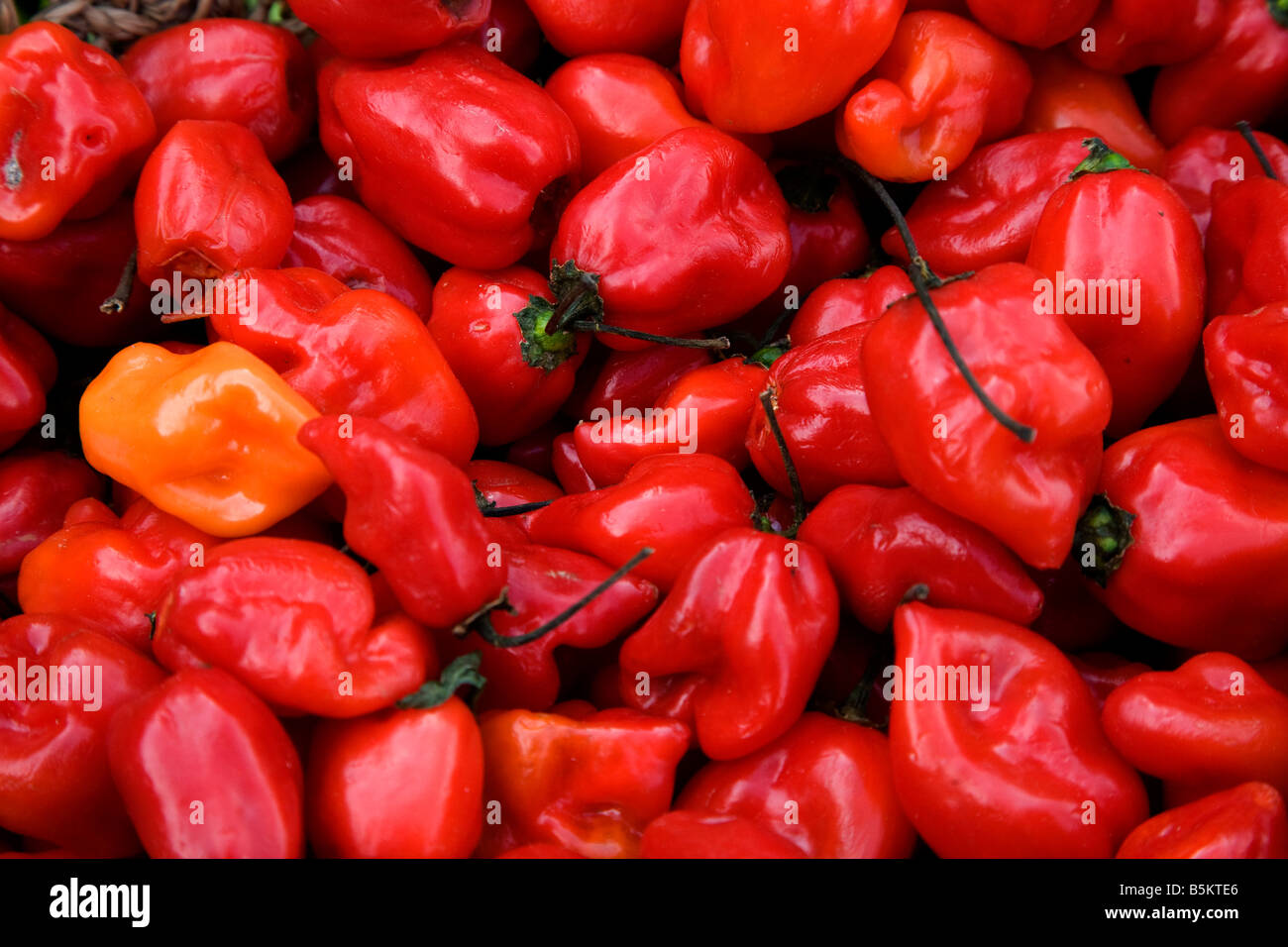 Bright Red Habanero Chili Peppers Stock Photo - Alamy