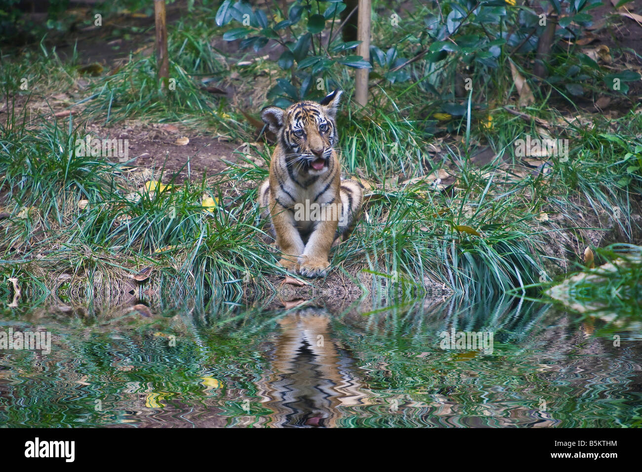 Malayan tiger cub and reflection in water Stock Photo - Alamy