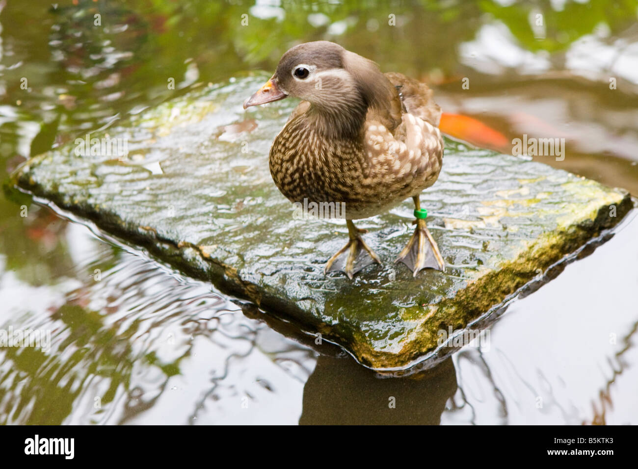 A portrait of a duck Stock Photo - Alamy