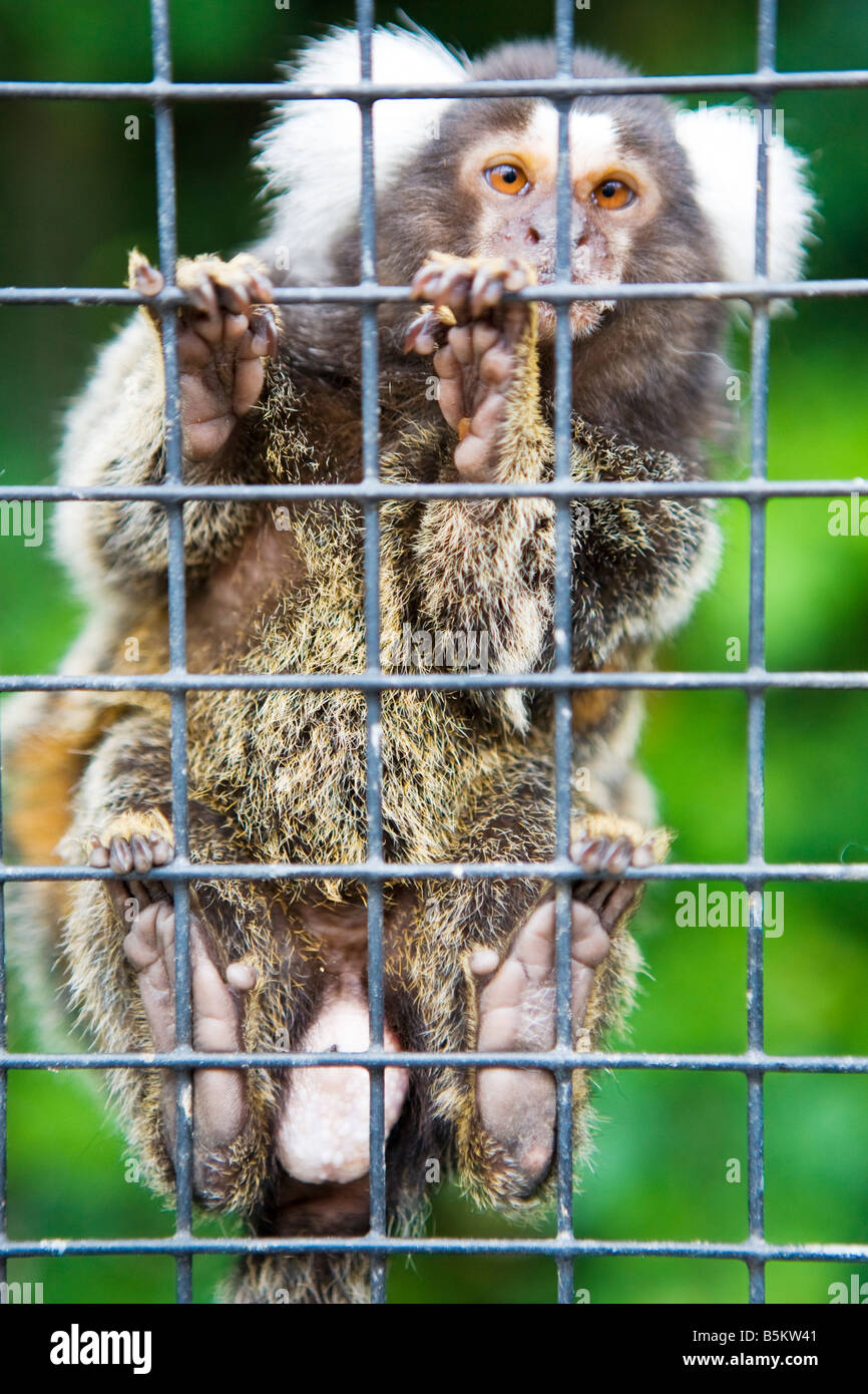 Marmoset cage hi-res stock photography and images - Alamy