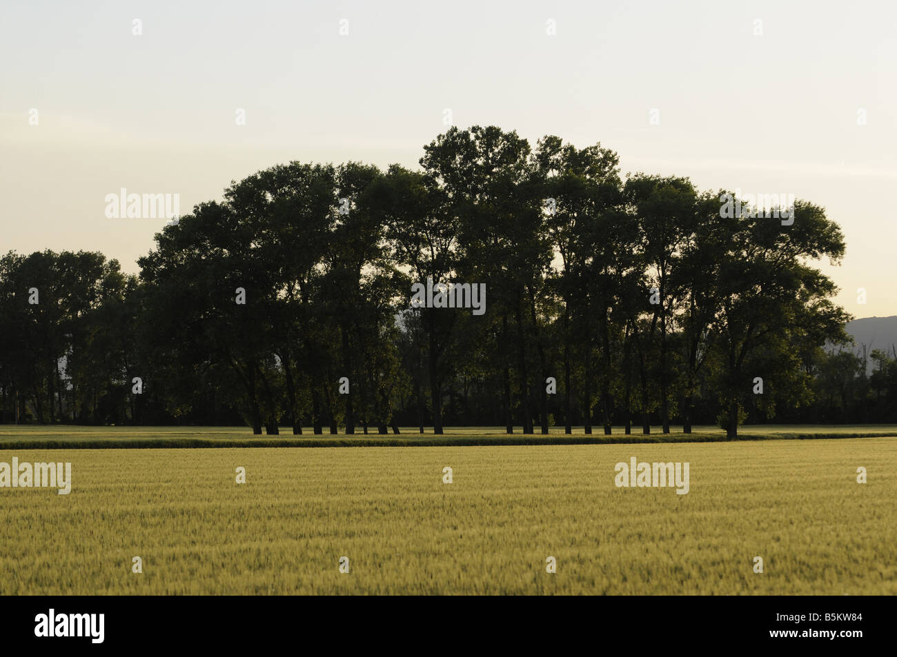 Group of trees with hi-res stock photography and images - Alamy