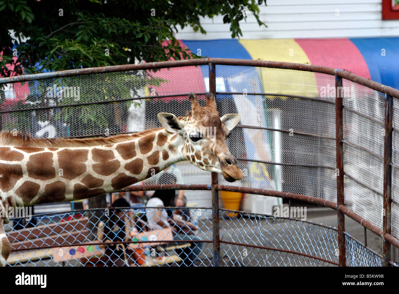 Giraffe in Asahiyama Zoo Hokkaido Japan Stock Photo - Alamy