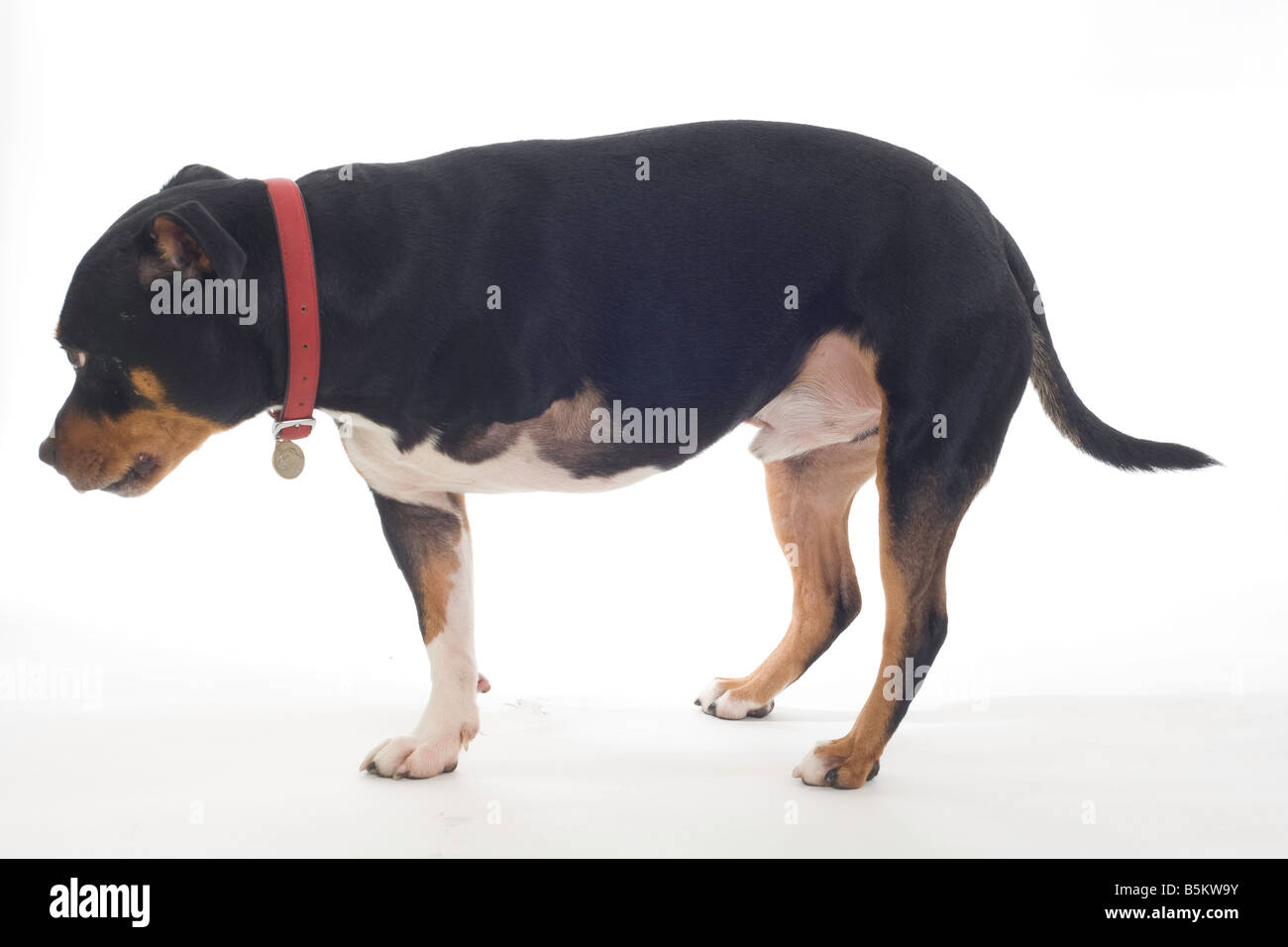 3 legged dog standing Stock Photo - Alamy