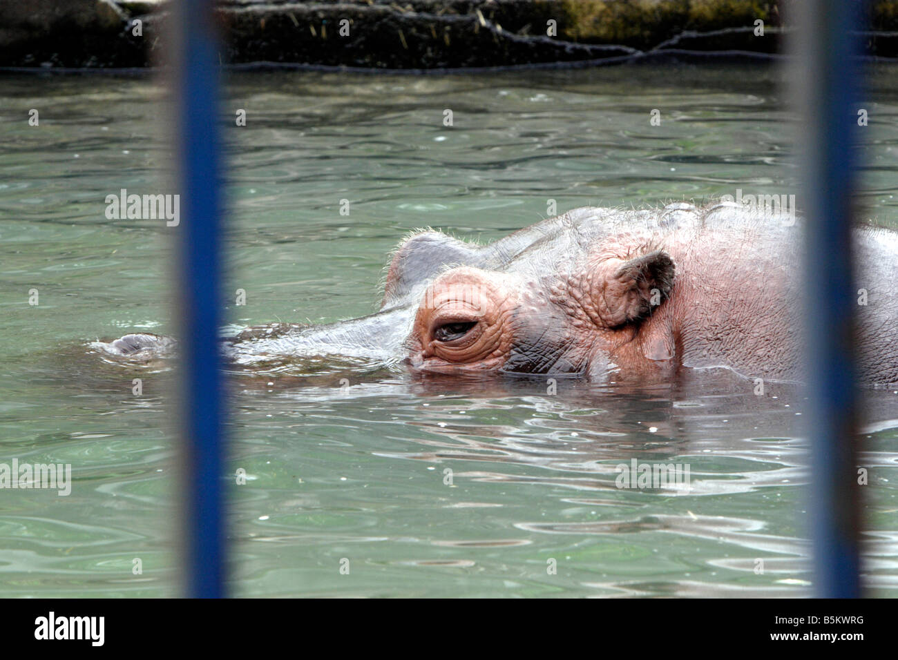 Hippopotamus in Asahiyama Zoo Hokkaido Japan Stock Photo - Alamy