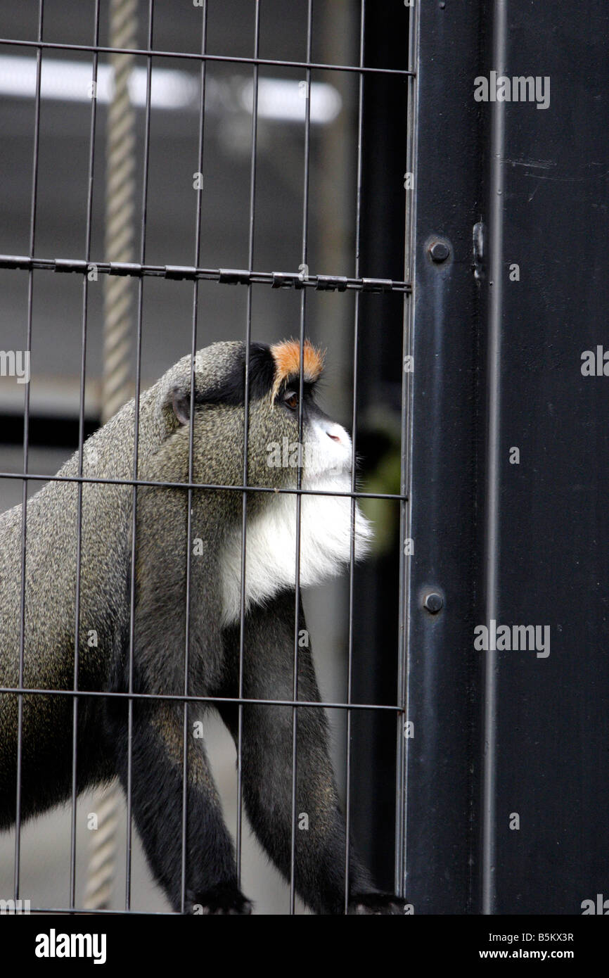 De brazza hi-res stock photography and images - Alamy