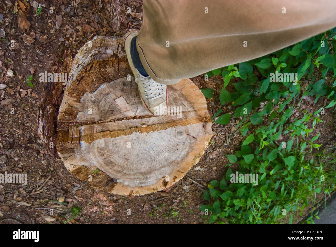 Close up of a man s foot on a tree stump MODEL RELEASED Stock Photo - Alamy