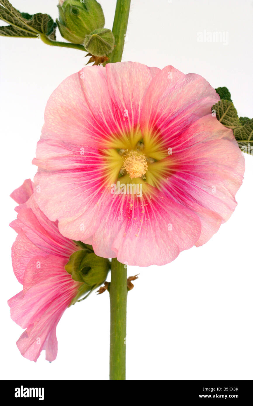 Hollyhock Althaea rosea Stock Photo - Alamy