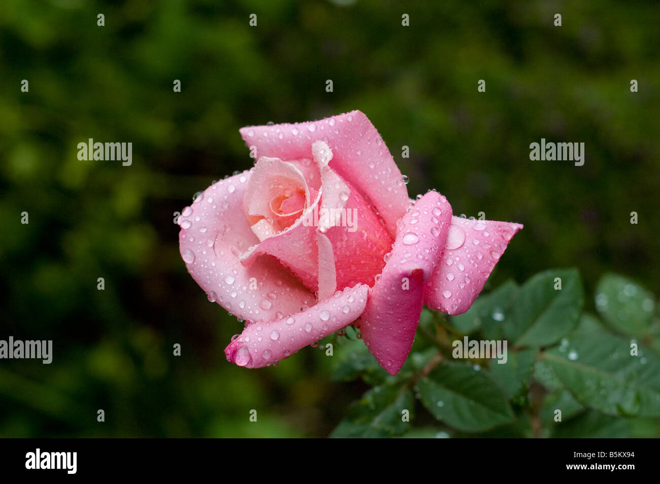 Rose of Texas Stock Photo - Alamy