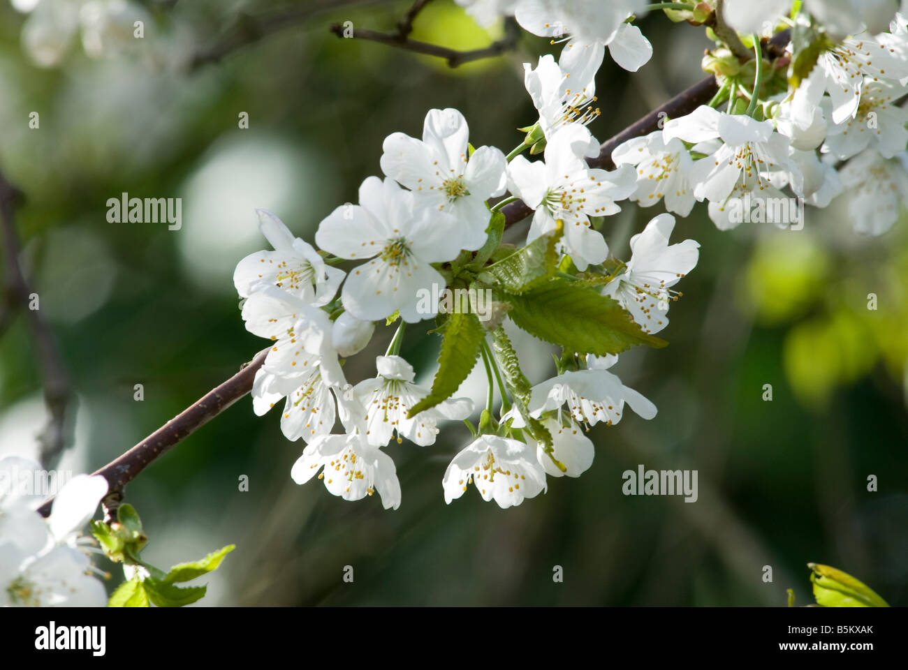 Cherry Blossom in Spring Stock Photo - Alamy