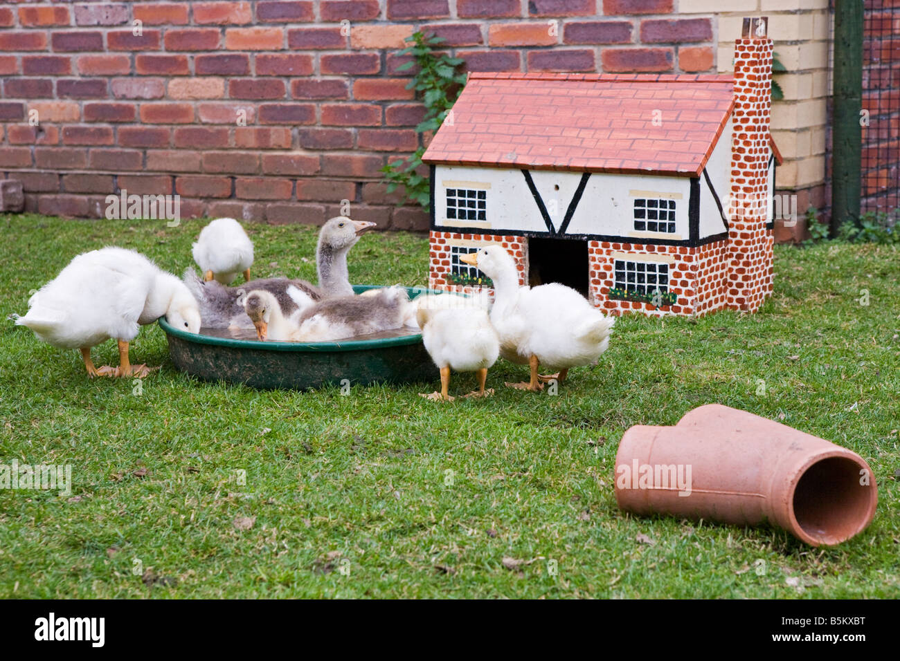 Ducklings in the farmyard hi-res stock photography and images - Alamy