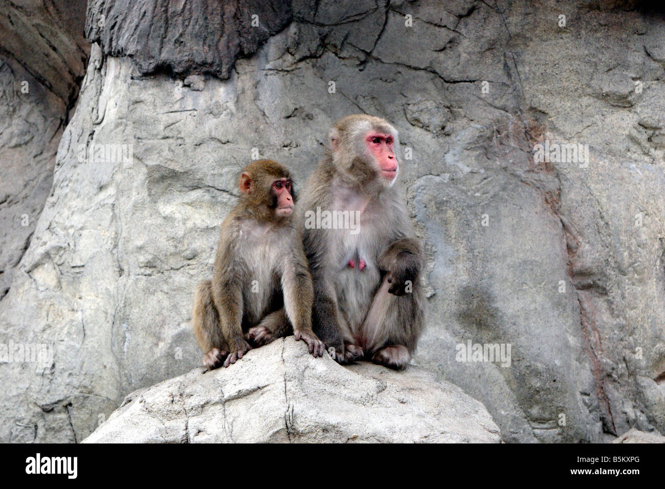 Japanese monkeys in Asahiyama Zoo Hokkaido Japan Stock Photo - Alamy