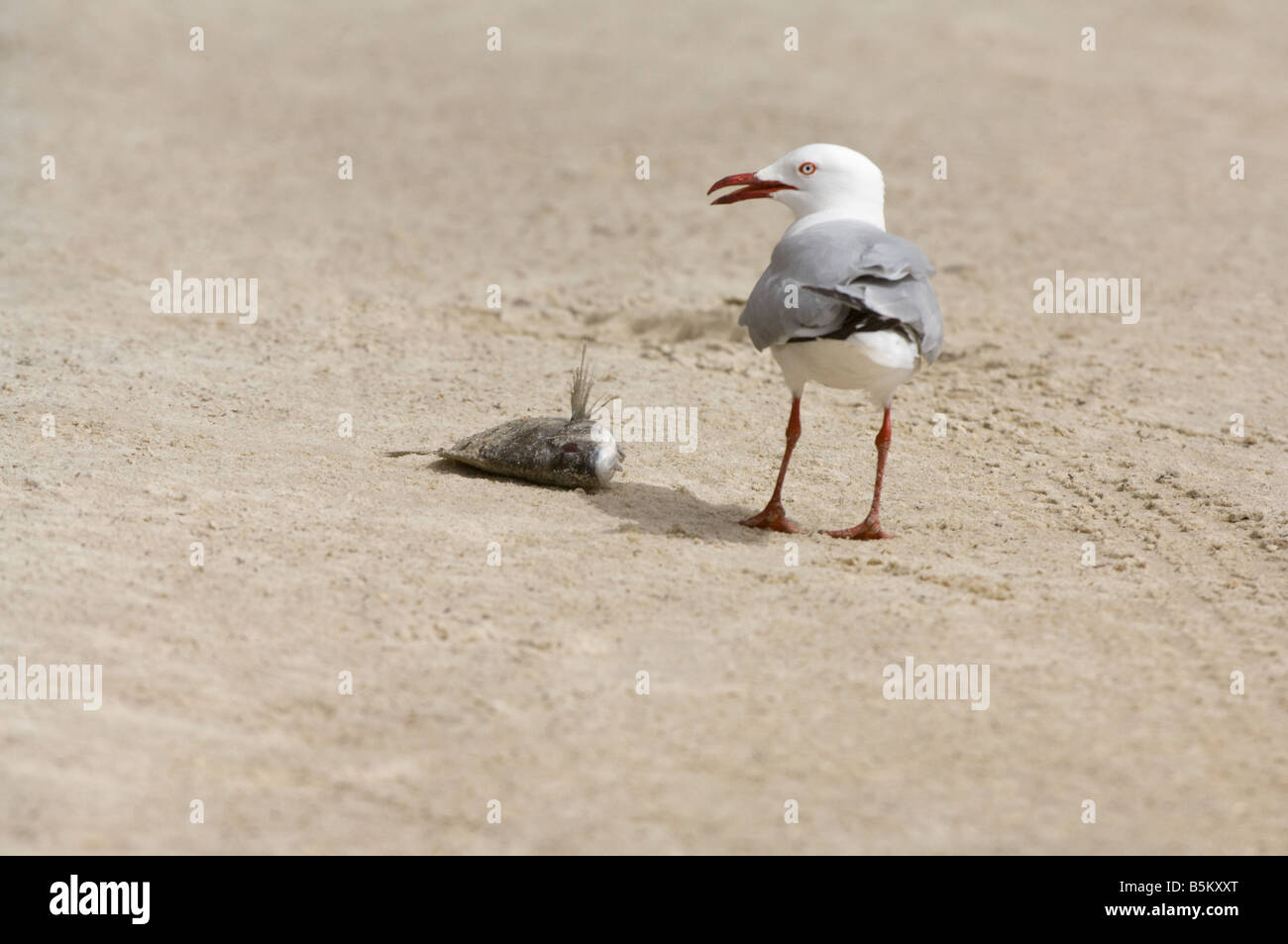 Australian adult silver gull larus novaehollandiae hi-res stock ...