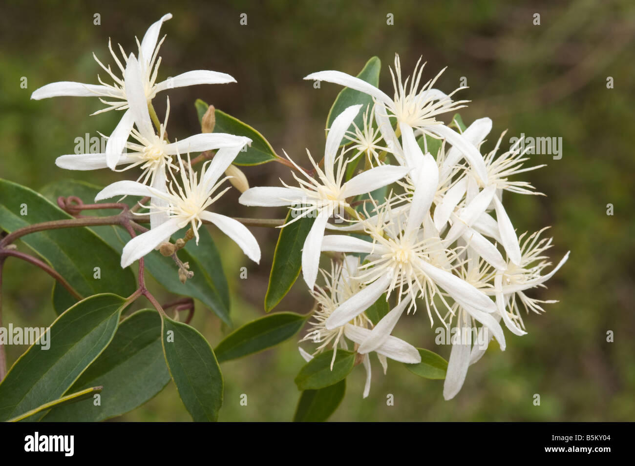 Pubescent hi-res stock photography and images - Alamy