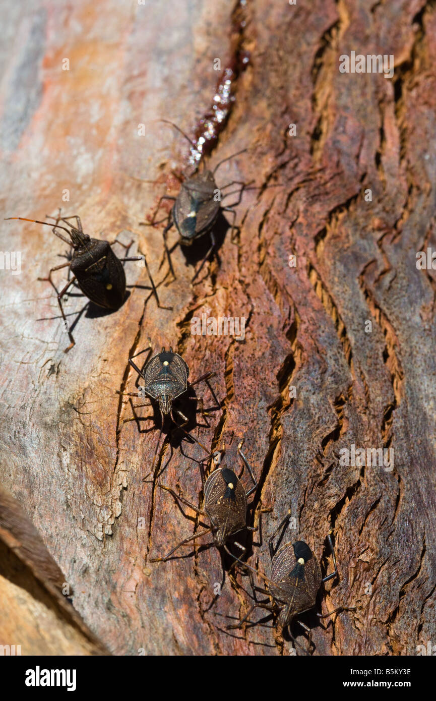 Salt River Gum Eucalyptus sargentii bark with insects Arboretum ...