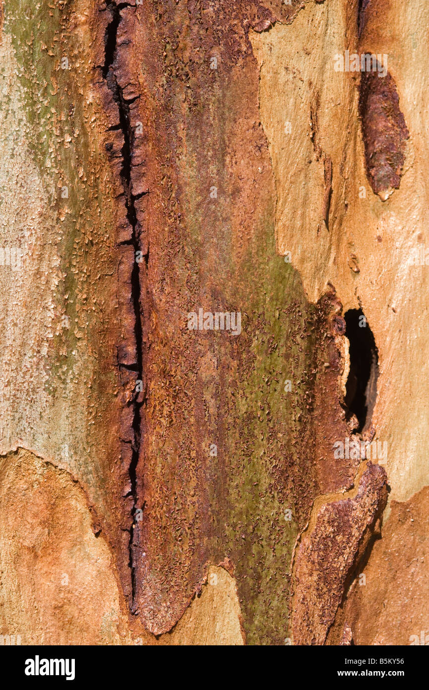 River red gum tree eucalyptus hi-res stock photography and images - Alamy