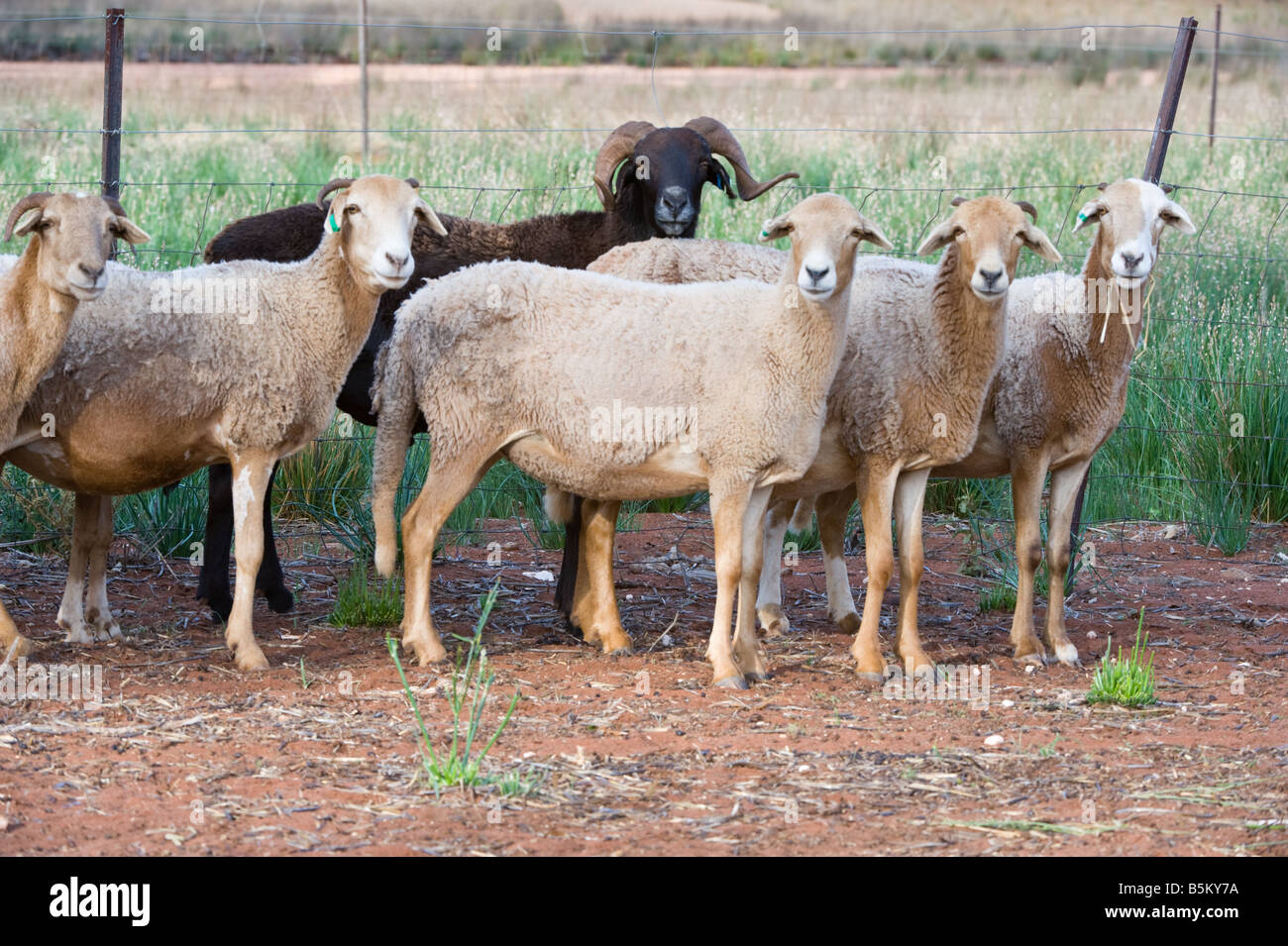 Fat Tailed Stock Photos & Fat Tailed Stock Images - Alamy