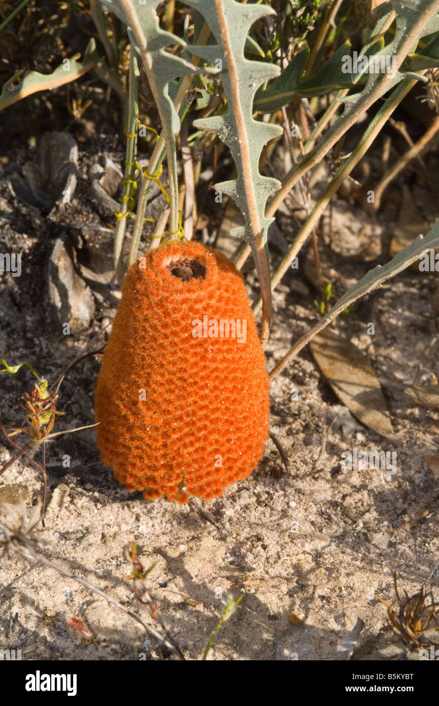Prostrate Banksia (Banksia gardneri) flower inflorescence Stirling ...
