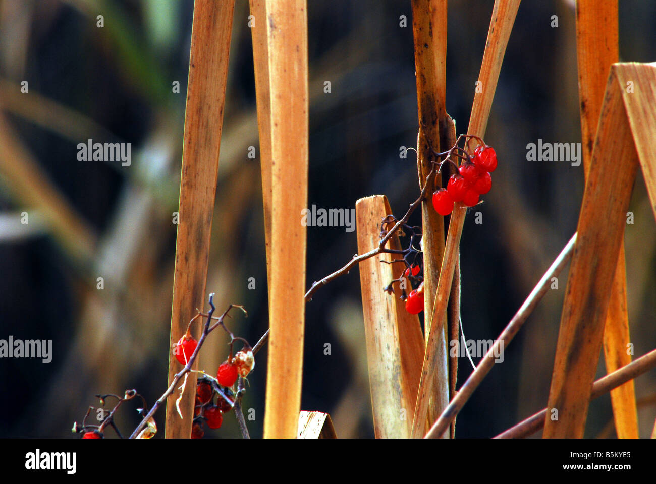 Marsh berries hi-res stock photography and images - Alamy