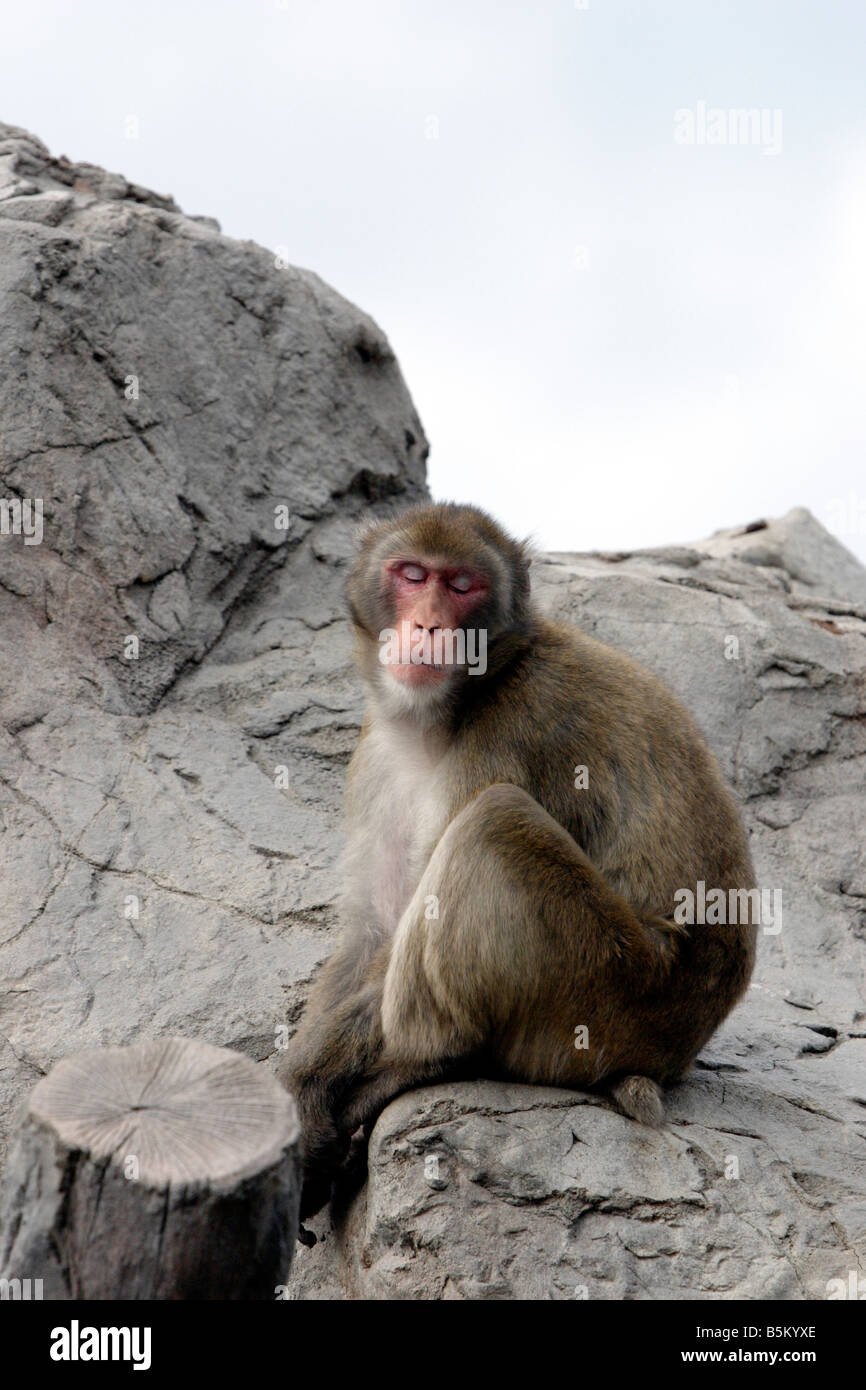 Japanese monkey in Asahiyama Zoo Hokkaido Japan Stock Photo - Alamy