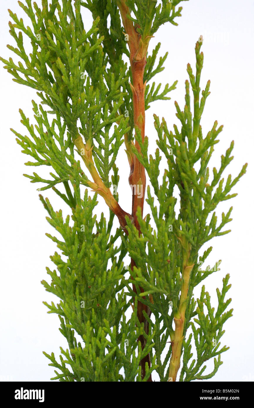 Cupressus sempervirens cutout hi-res stock photography and images - Alamy