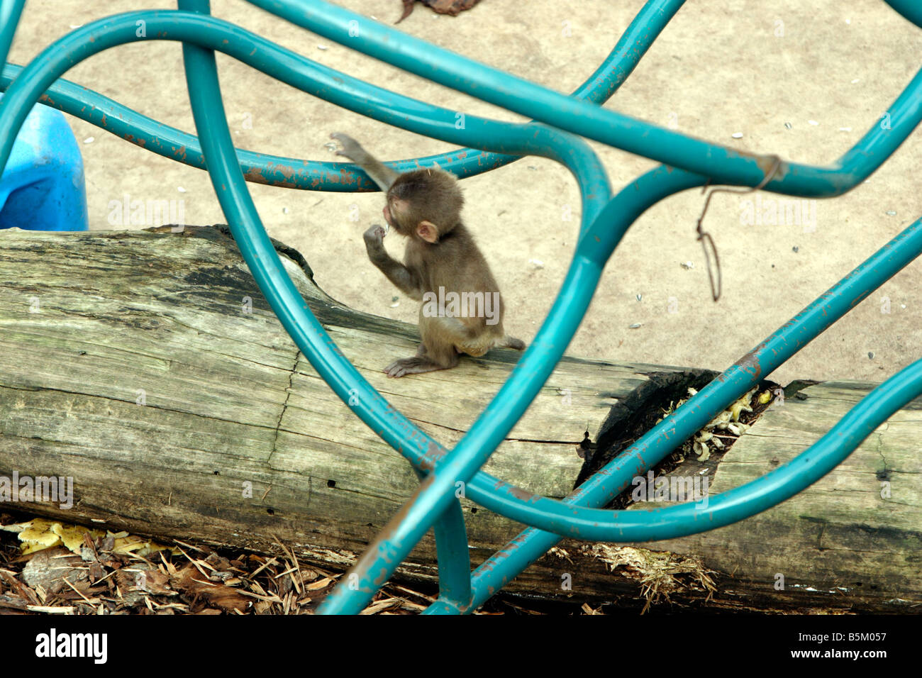 Japanese monkey in Asahiyama Zoo Hokkaido Japan Stock Photo - Alamy