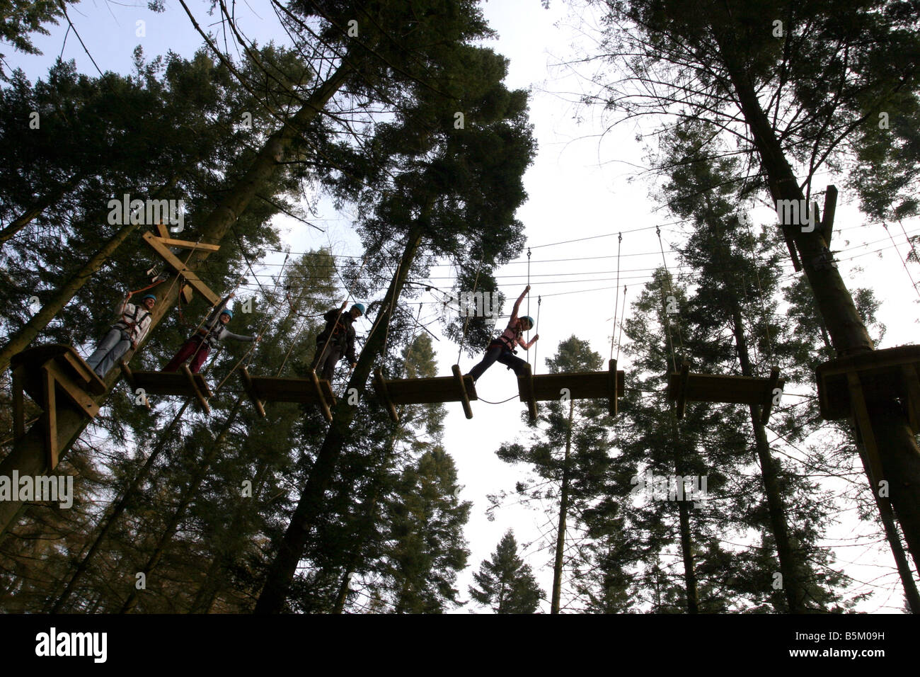 High wire tree top adventure. Centre Parcs, UK Stock Photo - Alamy