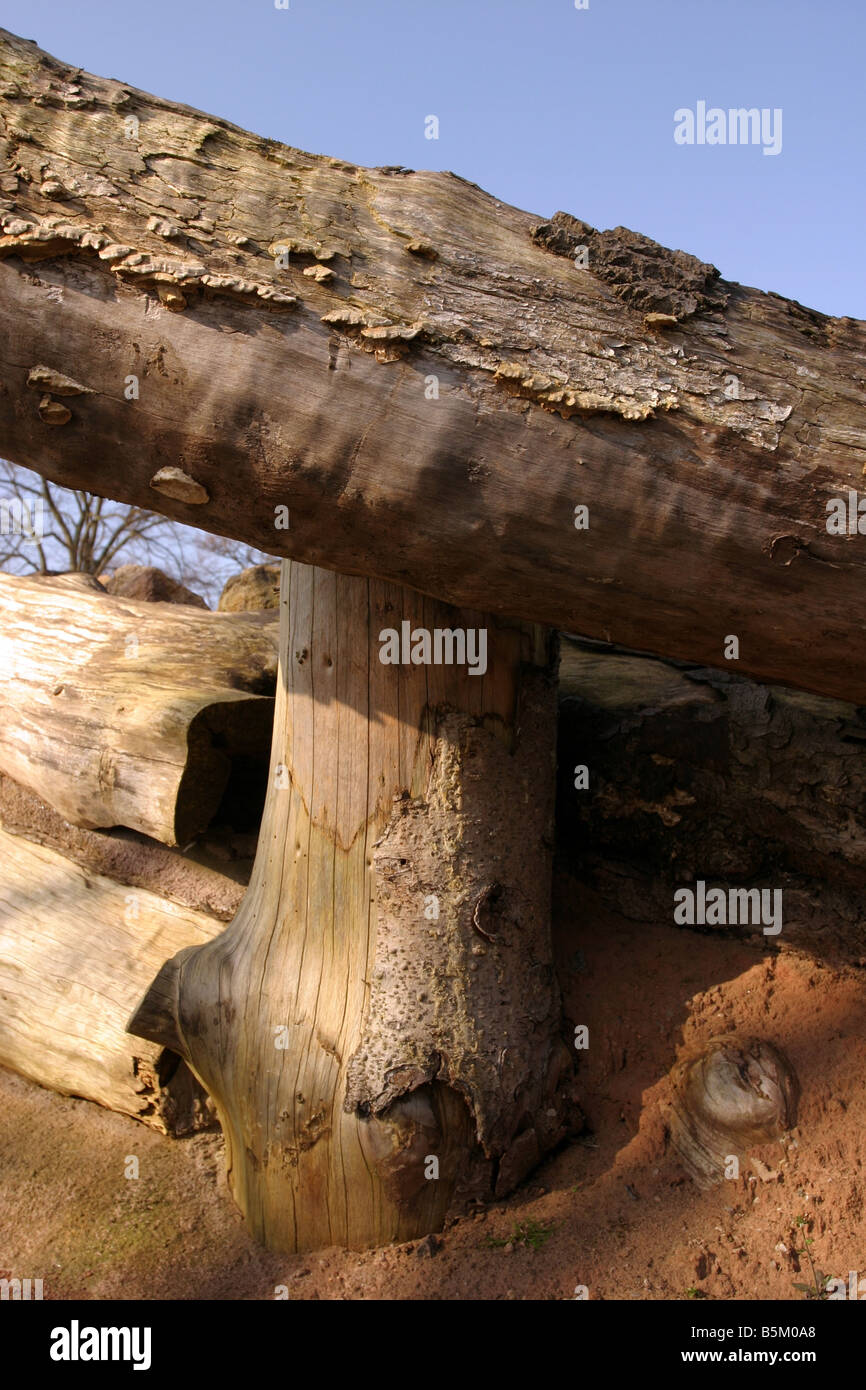 Decayed tree trunk hi-res stock photography and images - Alamy