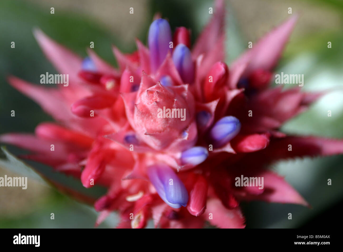 Red spiky flower hi-res stock photography and images - Alamy