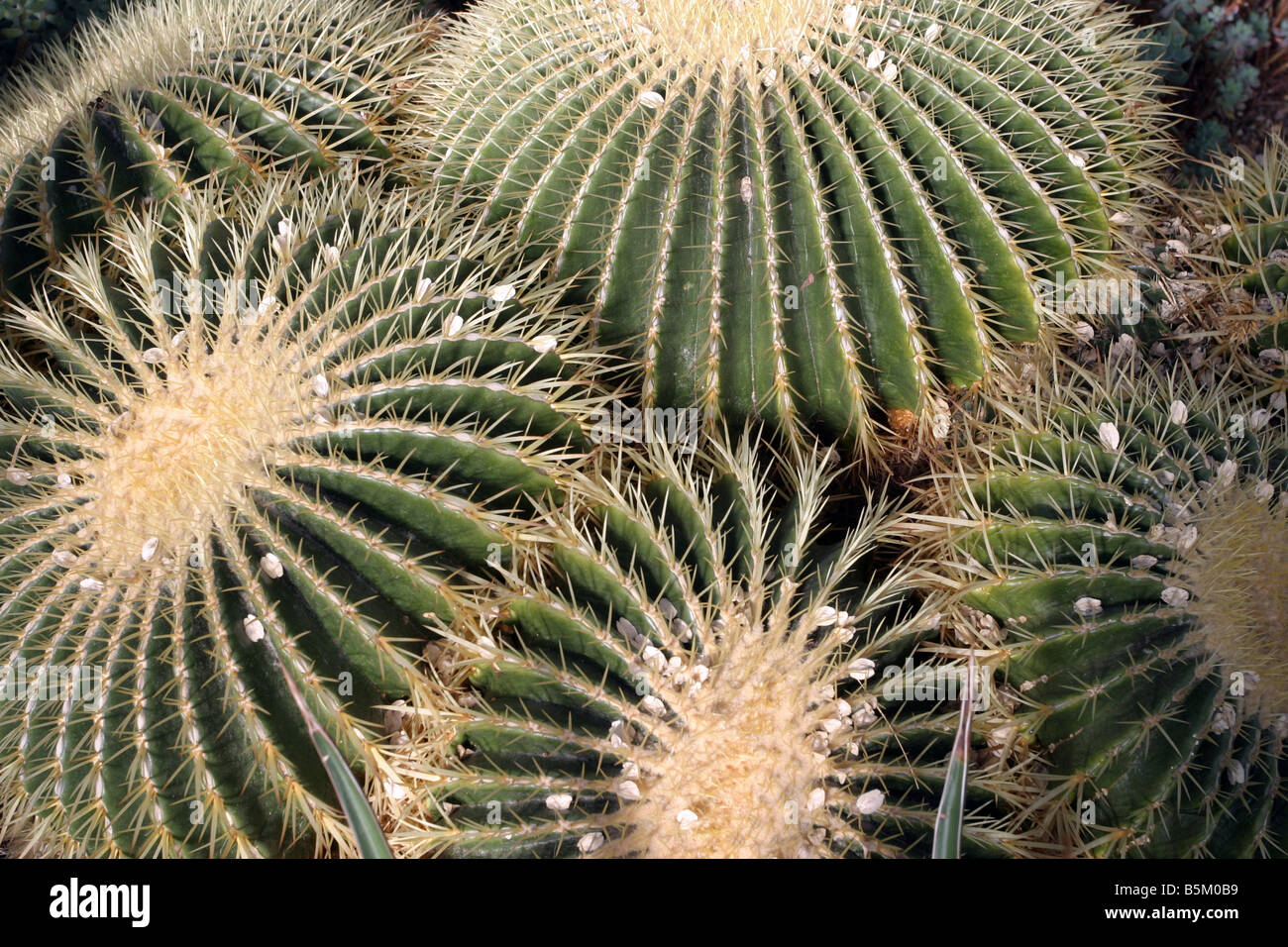 cactus at the gardens at Kew Garden's London UK Stock Photo - Alamy