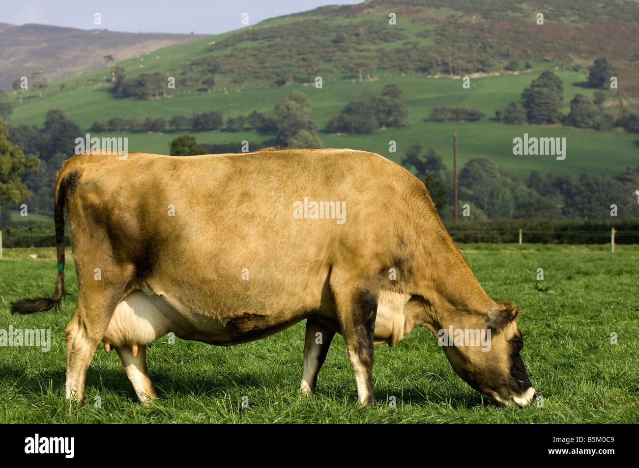 Jersey dairy cattle graze in the Welsh countryside near Ruthin Wales ...