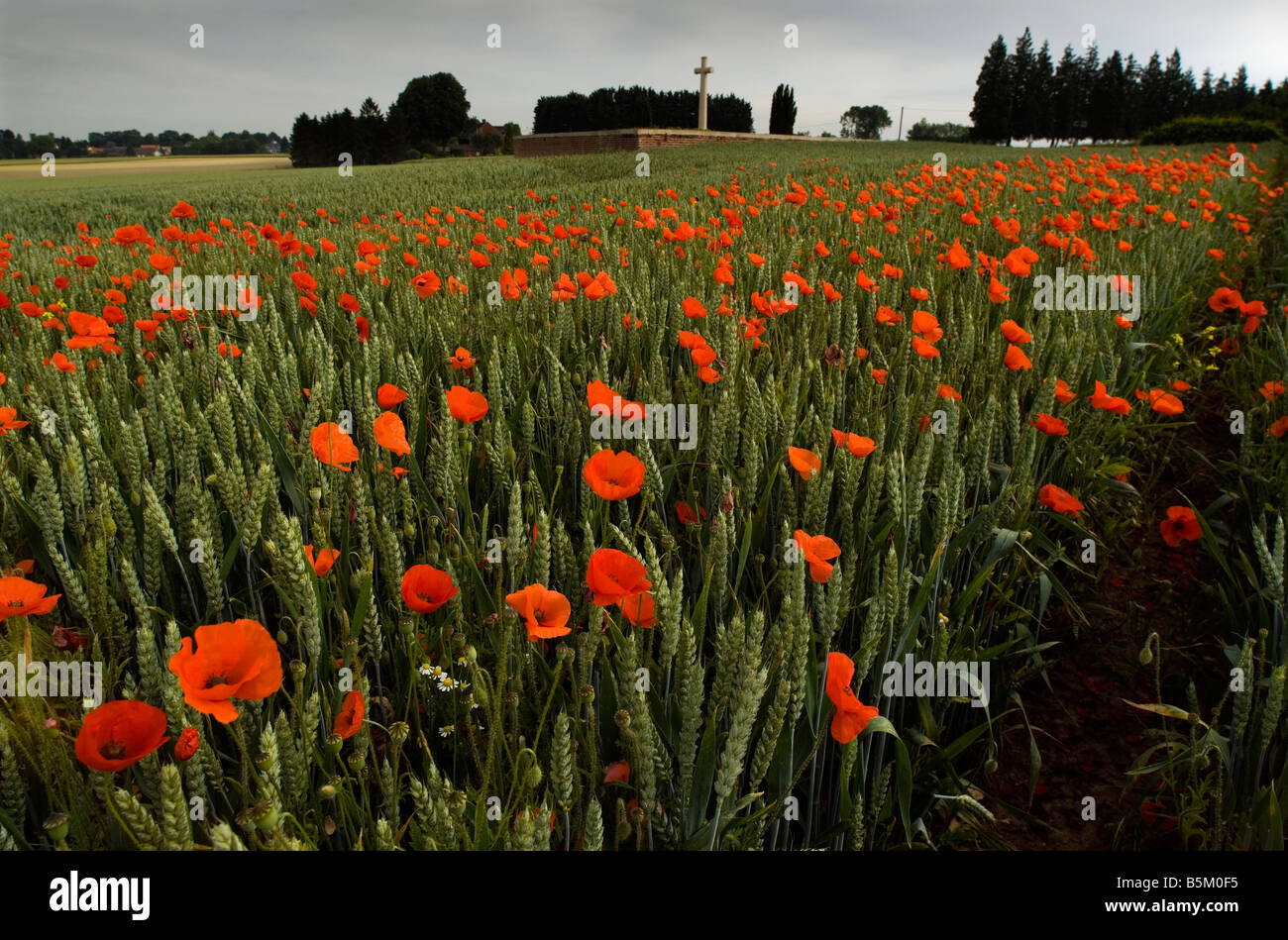 Poppies cemeteries rancourt cemetery hi-res stock photography and ...