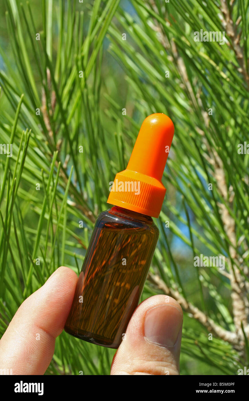 Pine essential oil. Pinus sp Stock Photo - Alamy