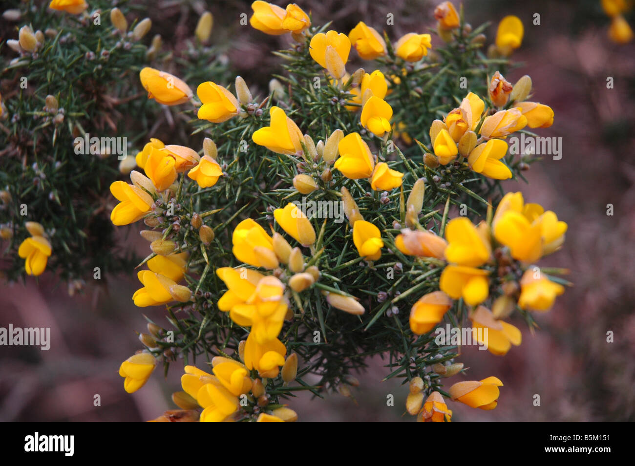Gorse thorns hi-res stock photography and images - Alamy