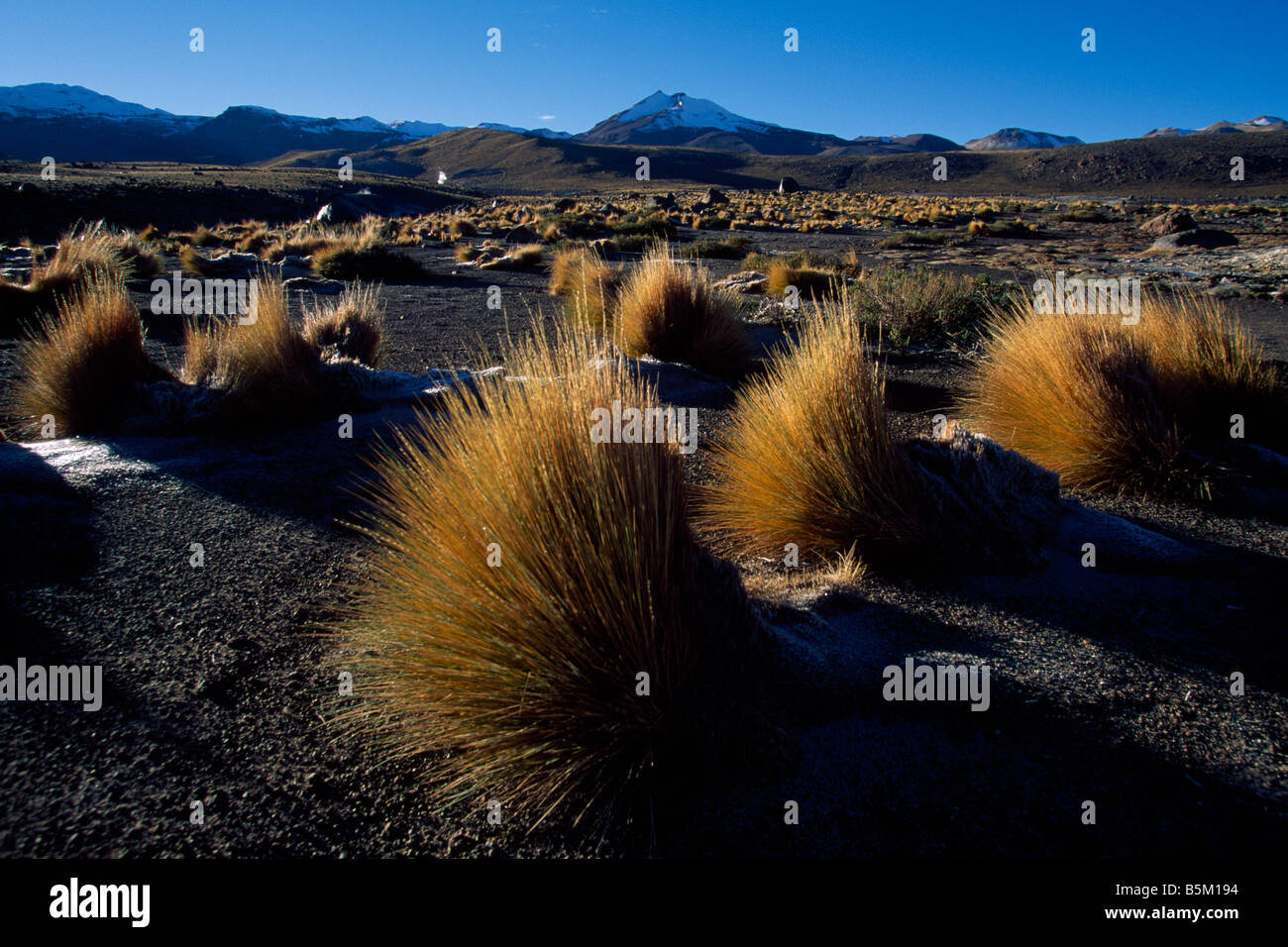 Geyser Tatio Chile Stock Photo - Alamy