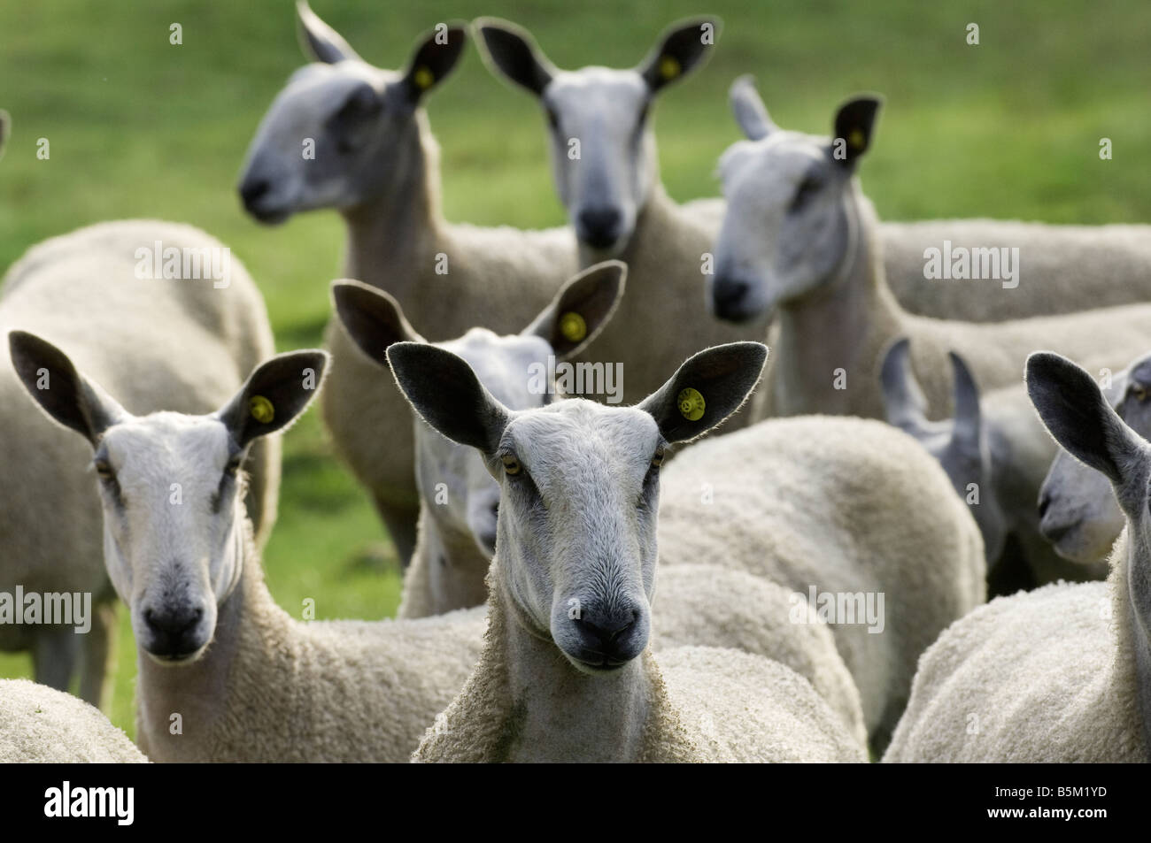 Blue Faced Leicester ewes in fields Silverdale Lancashire Stock Photo ...