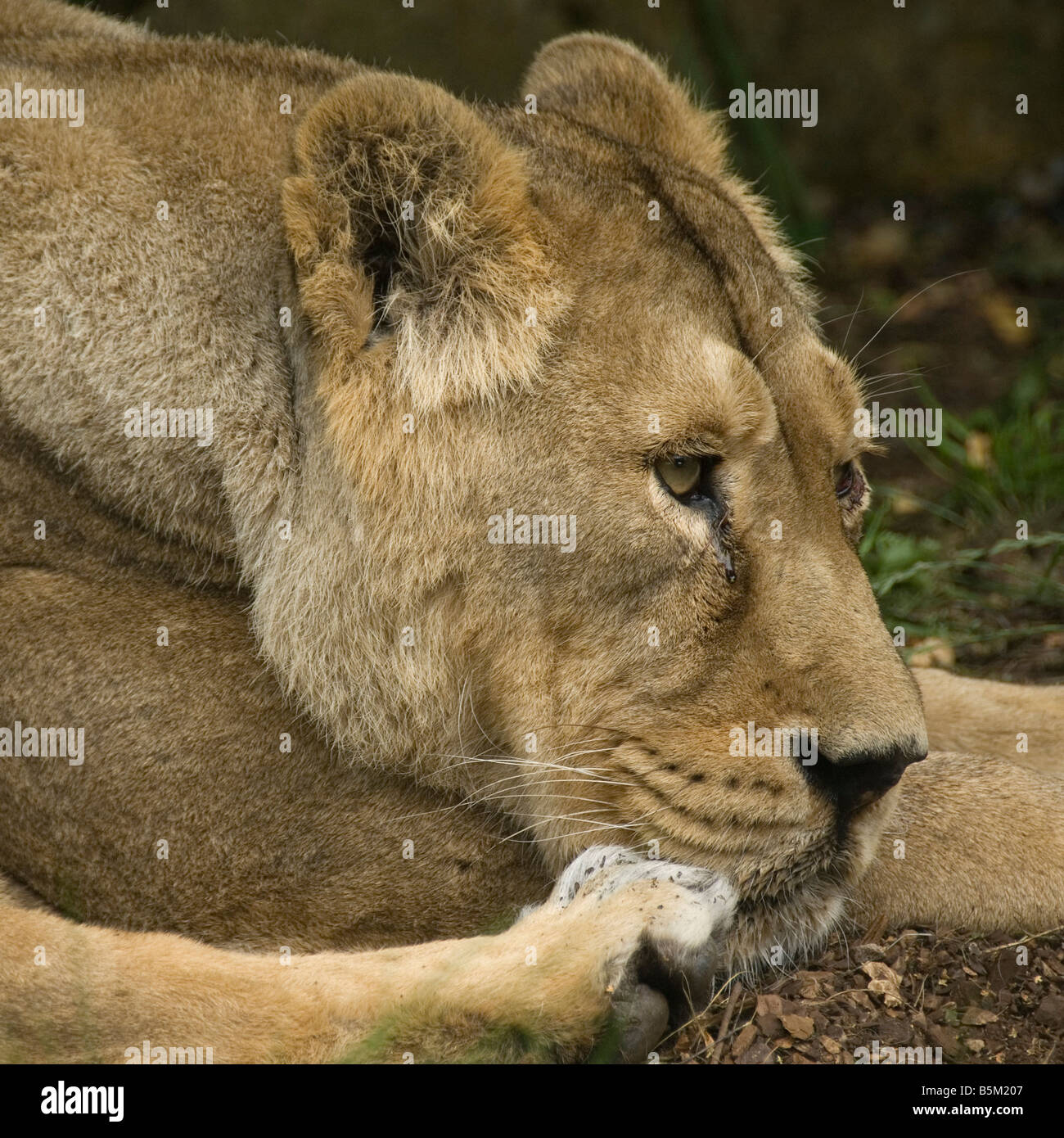 Asiatic lion england hi-res stock photography and images - Alamy