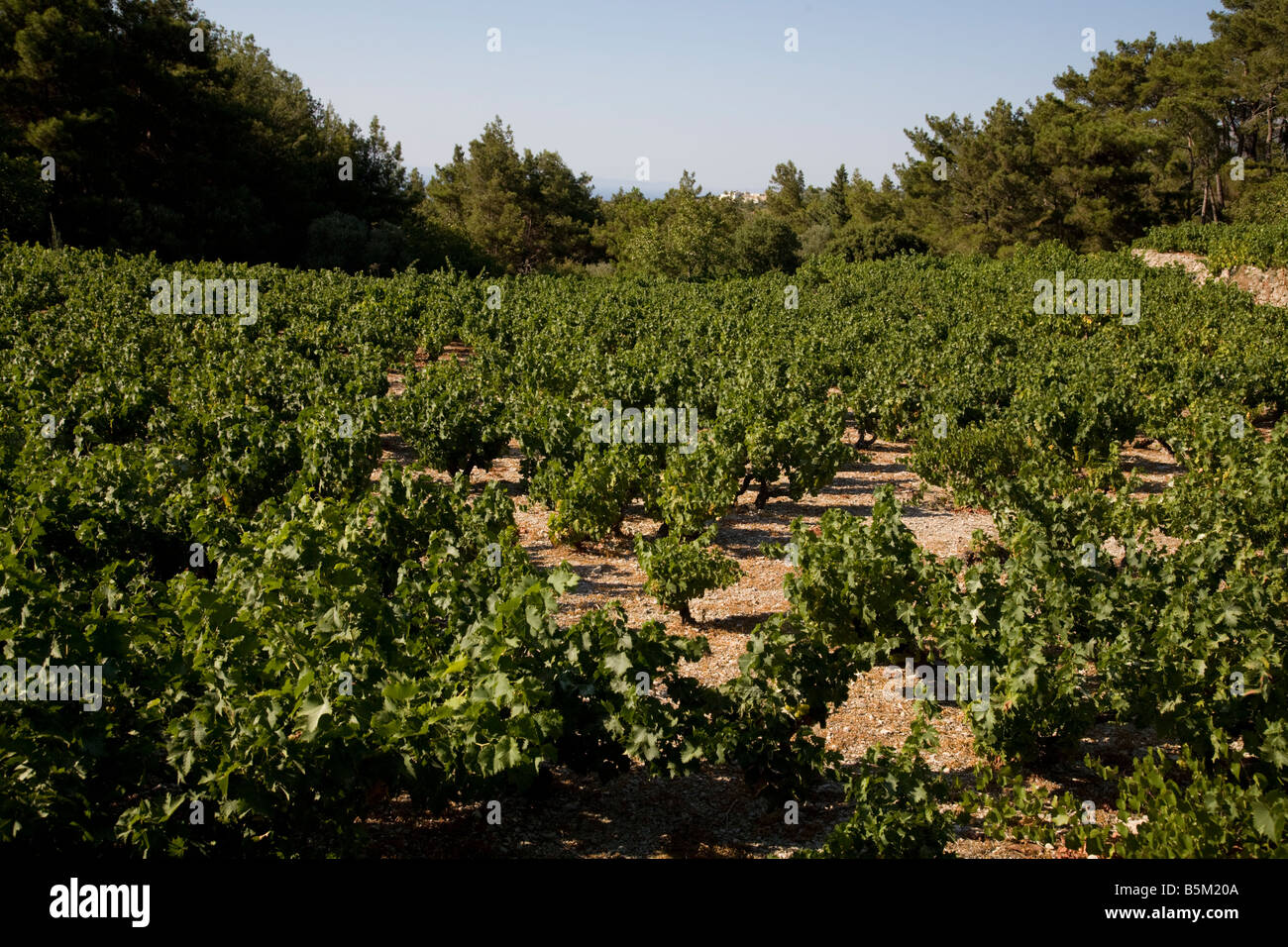 Samos greece vineyard hi-res stock photography and images - Alamy