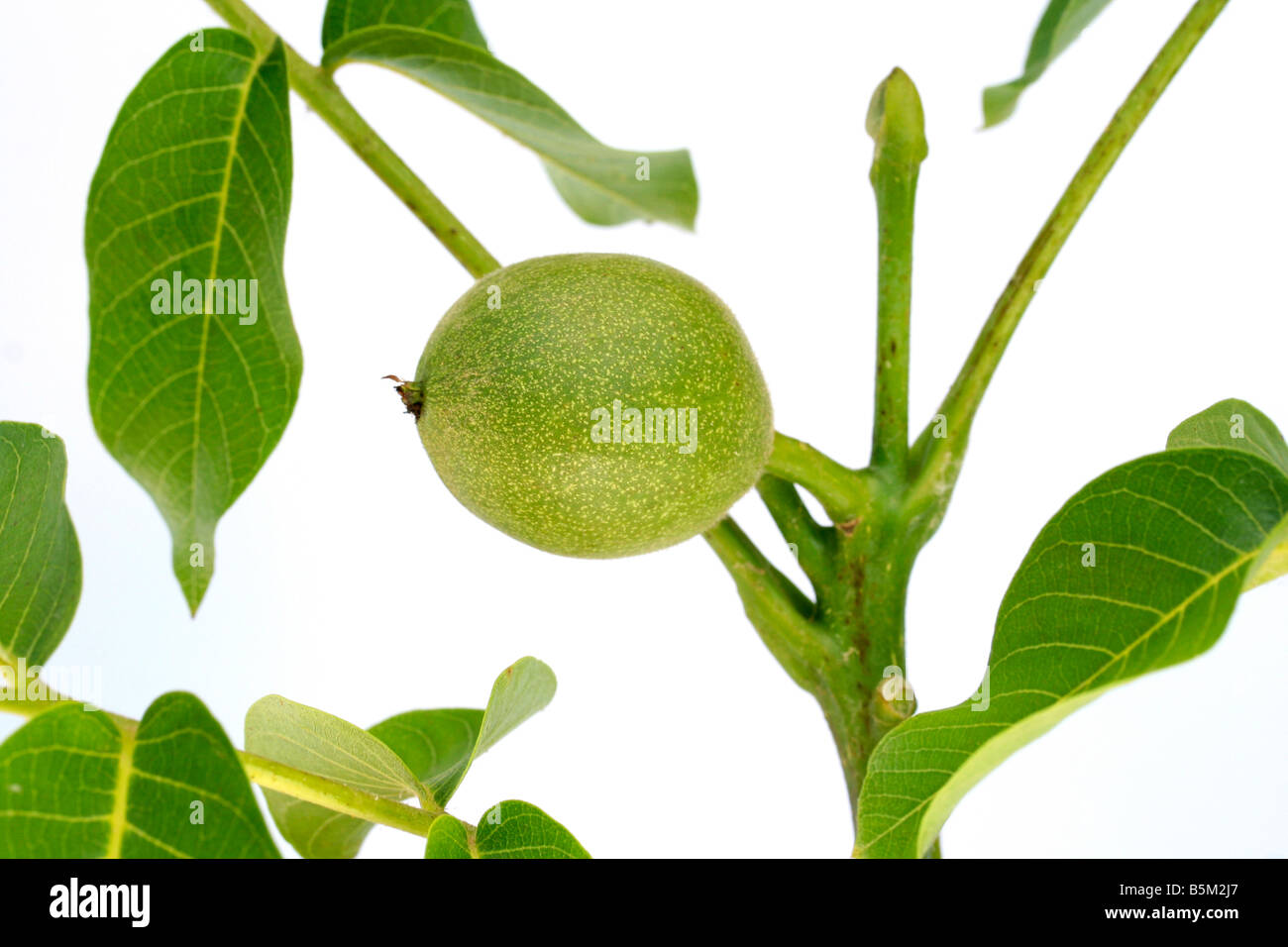 Walnut tree Juglans regia Stock Photo - Alamy