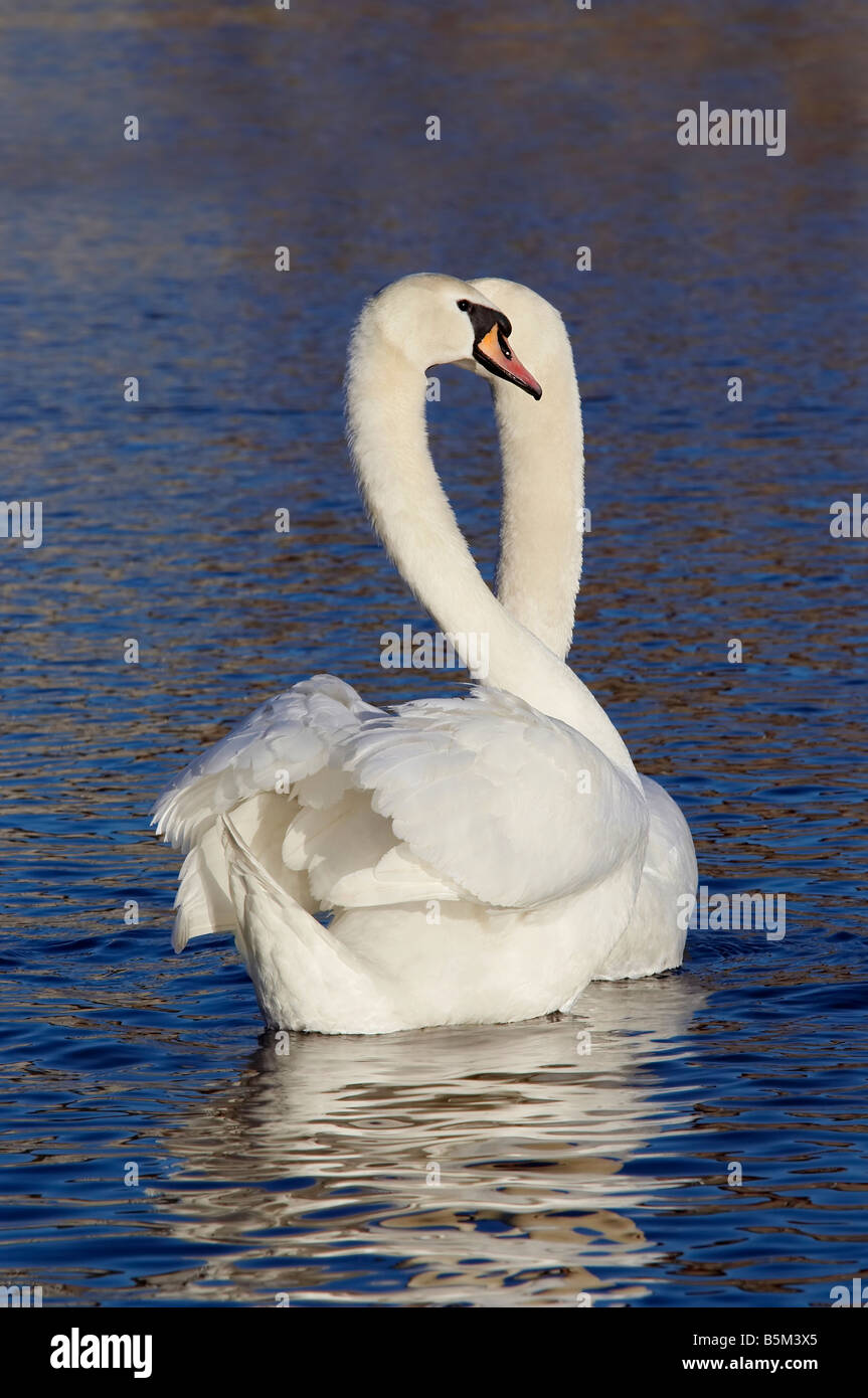 Shot of the two swans afloating on the water - pair - foreplay Stock Photo - Alamy