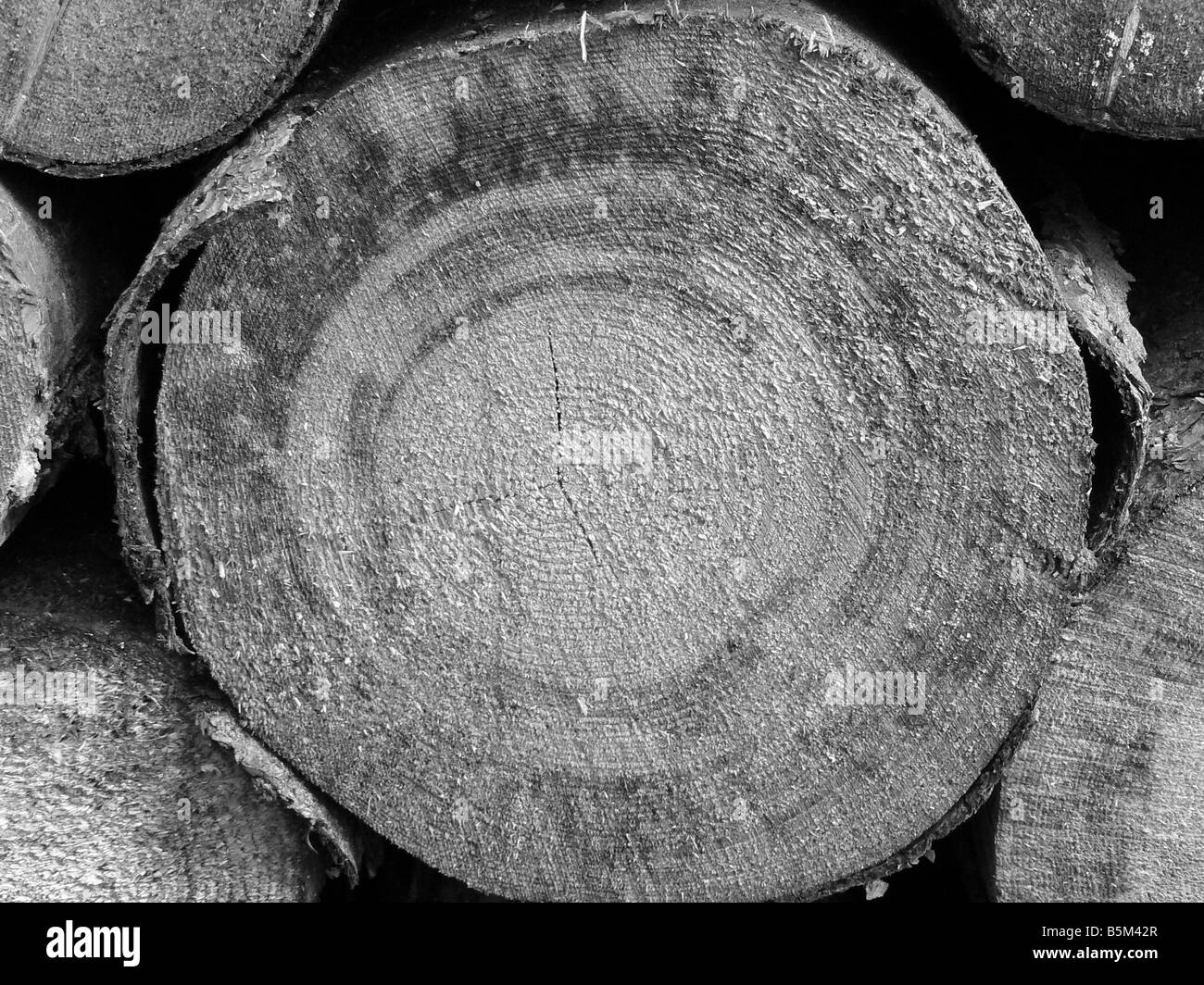 sawn log end Stock Photo - Alamy