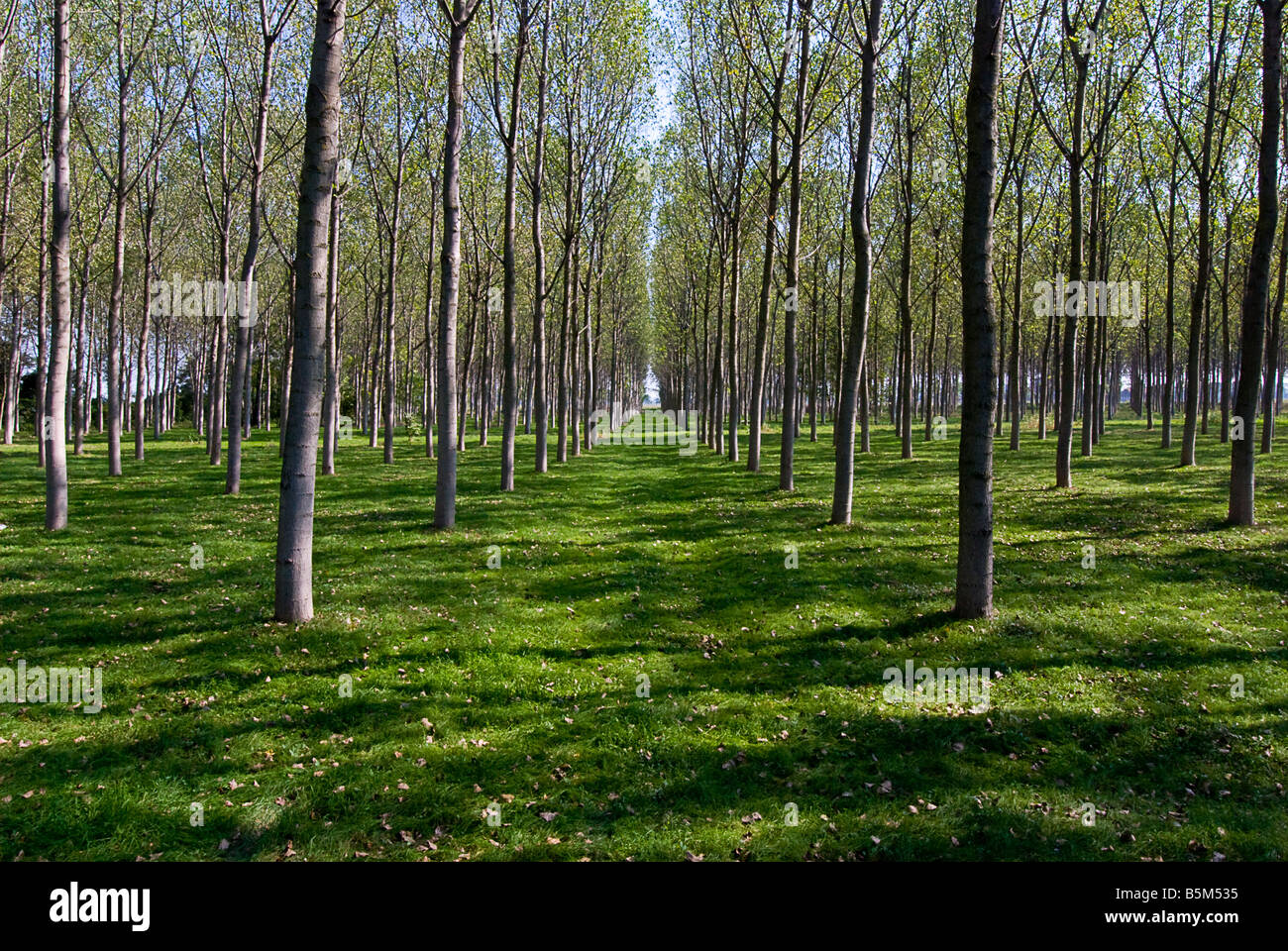 Lombardy italy poplar trees hi-res stock photography and images - Alamy