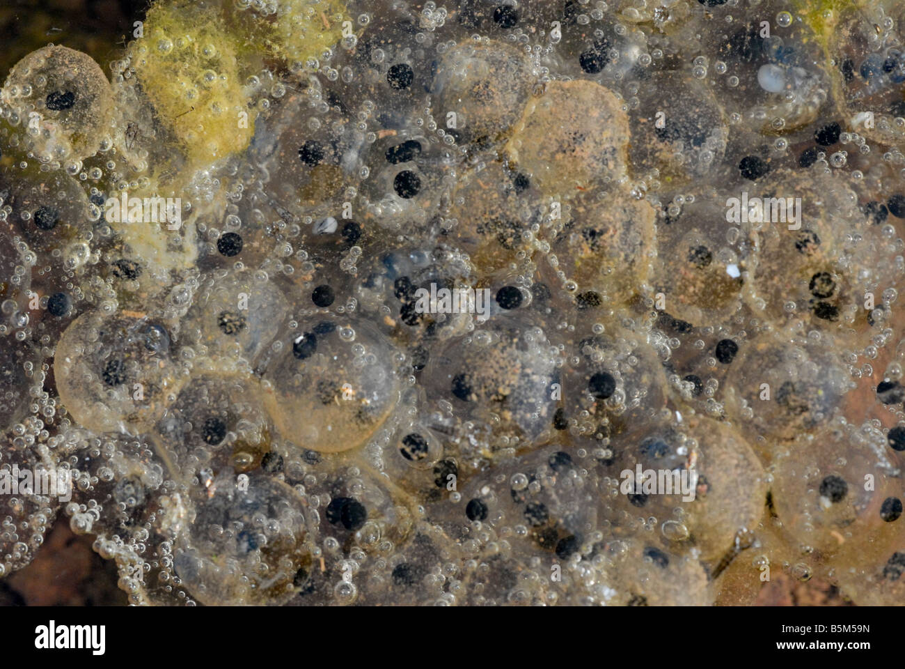 Frogspawn jelly hi-res stock photography and images - Alamy
