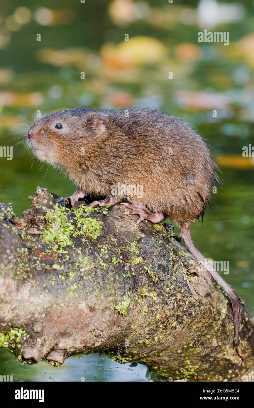 Water rat hi-res stock photography and images - Alamy