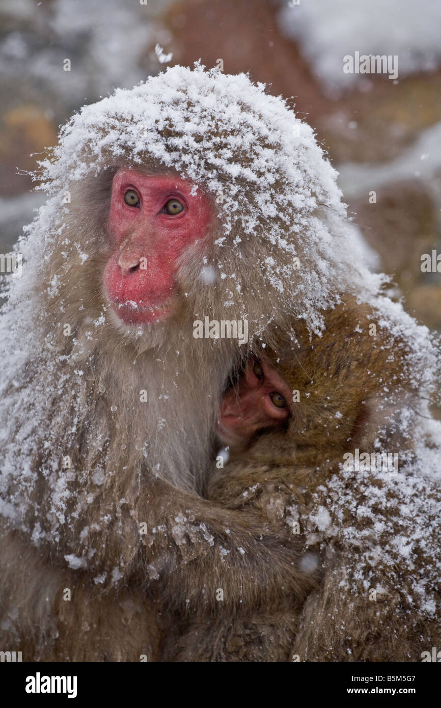 Jigokudani National Monkey Park, Nagano, Japan: Japanese Snow Monkeys ...