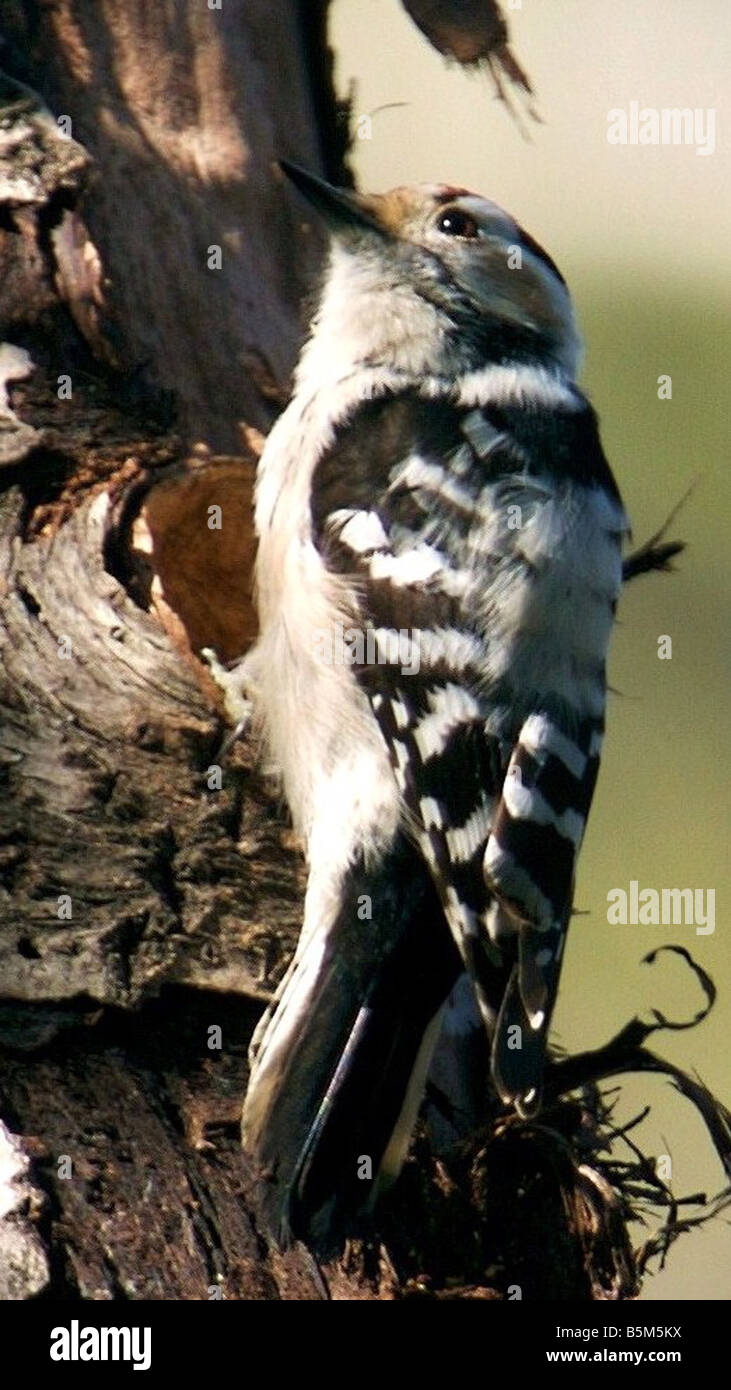 lesser Spotted Woodpecker Stock Photo - Alamy
